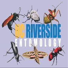 Entomology | Inside UCR | UC Riverside