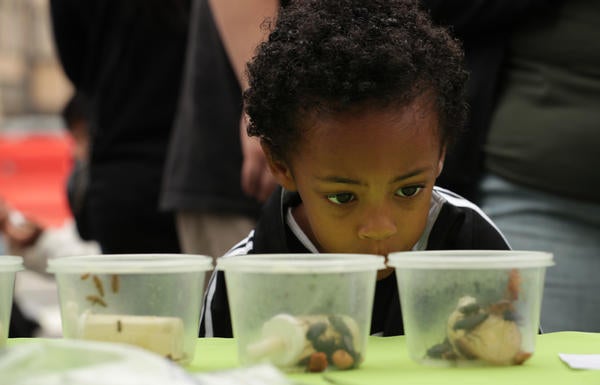 04272019_insect_fair_09.jpg | Inside UCR | UC Riverside