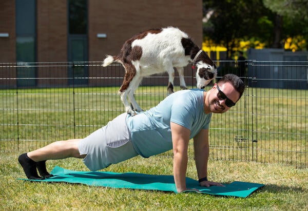 Goat Yoga | Inside UCR | UC Riverside