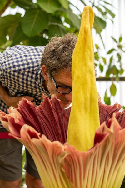Corpse plant | Inside UCR | UC Riverside